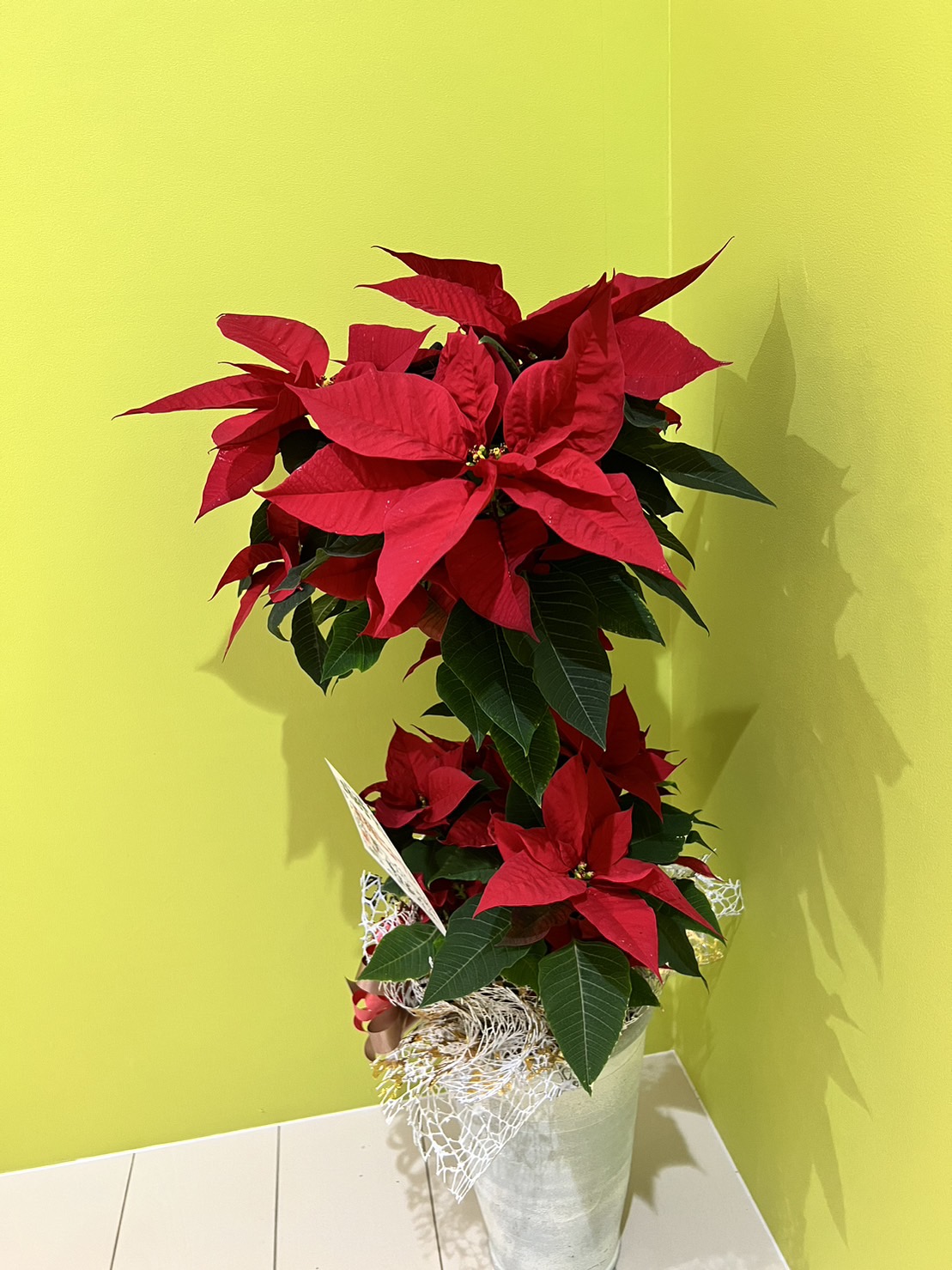 She's nail | She's nail(シーズネイル)公式HP｜沖縄県那覇市と浦添市にあるネイルサロンです。「あなたのご要望に応え ...